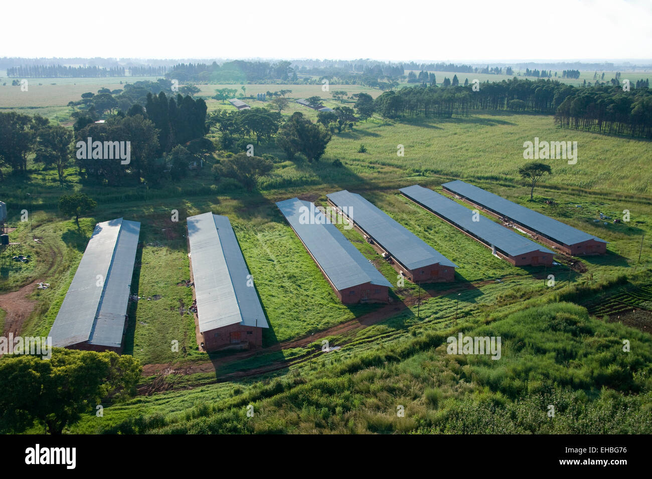 Chicken farming zimbabwe hi-res stock photography and images - Alamy
