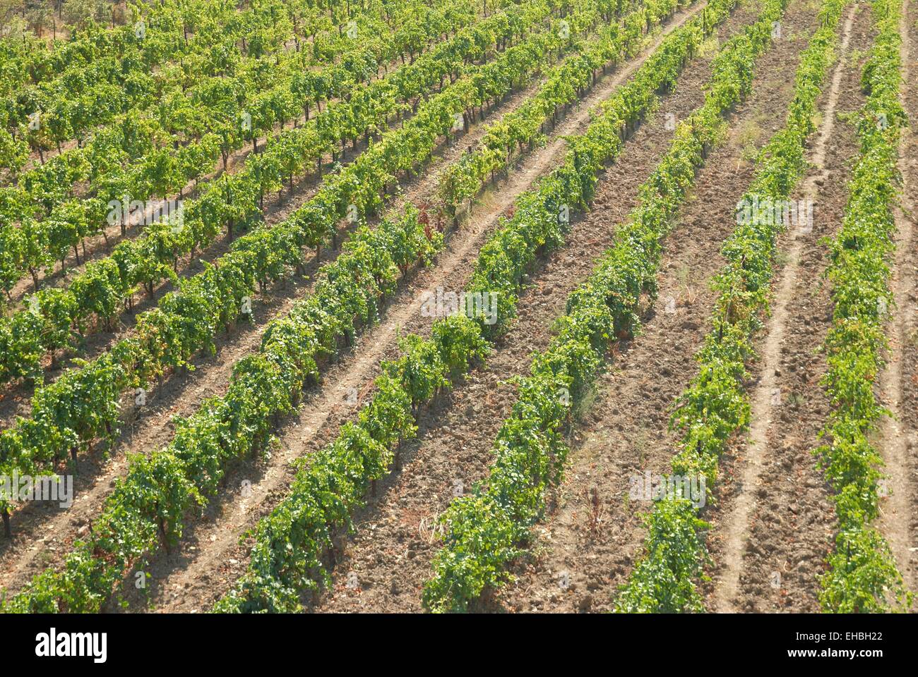 Vineyard- the green field with straight rows Stock Photo - Alamy