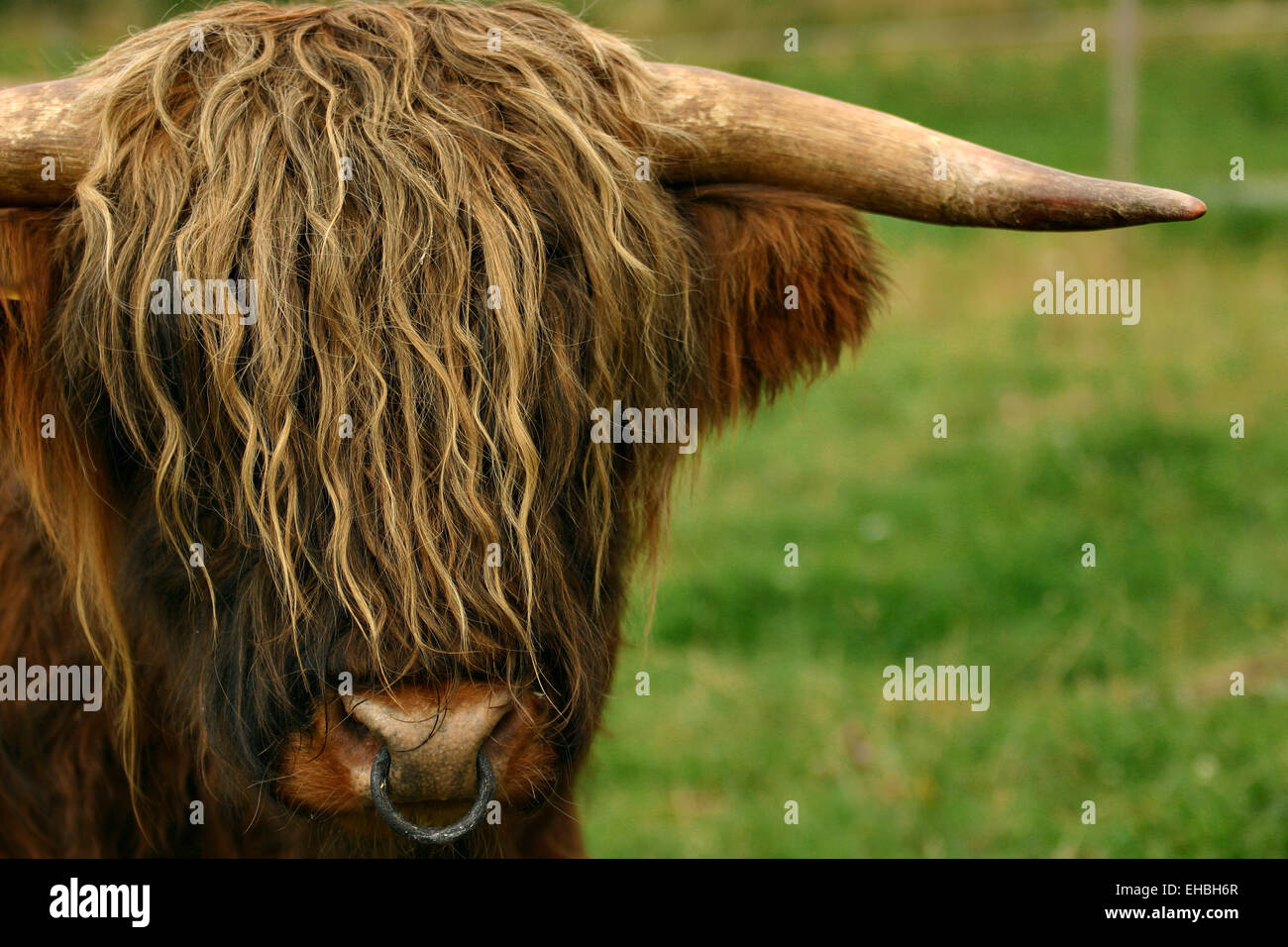 danish cattle on the grass Stock Photo - Alamy