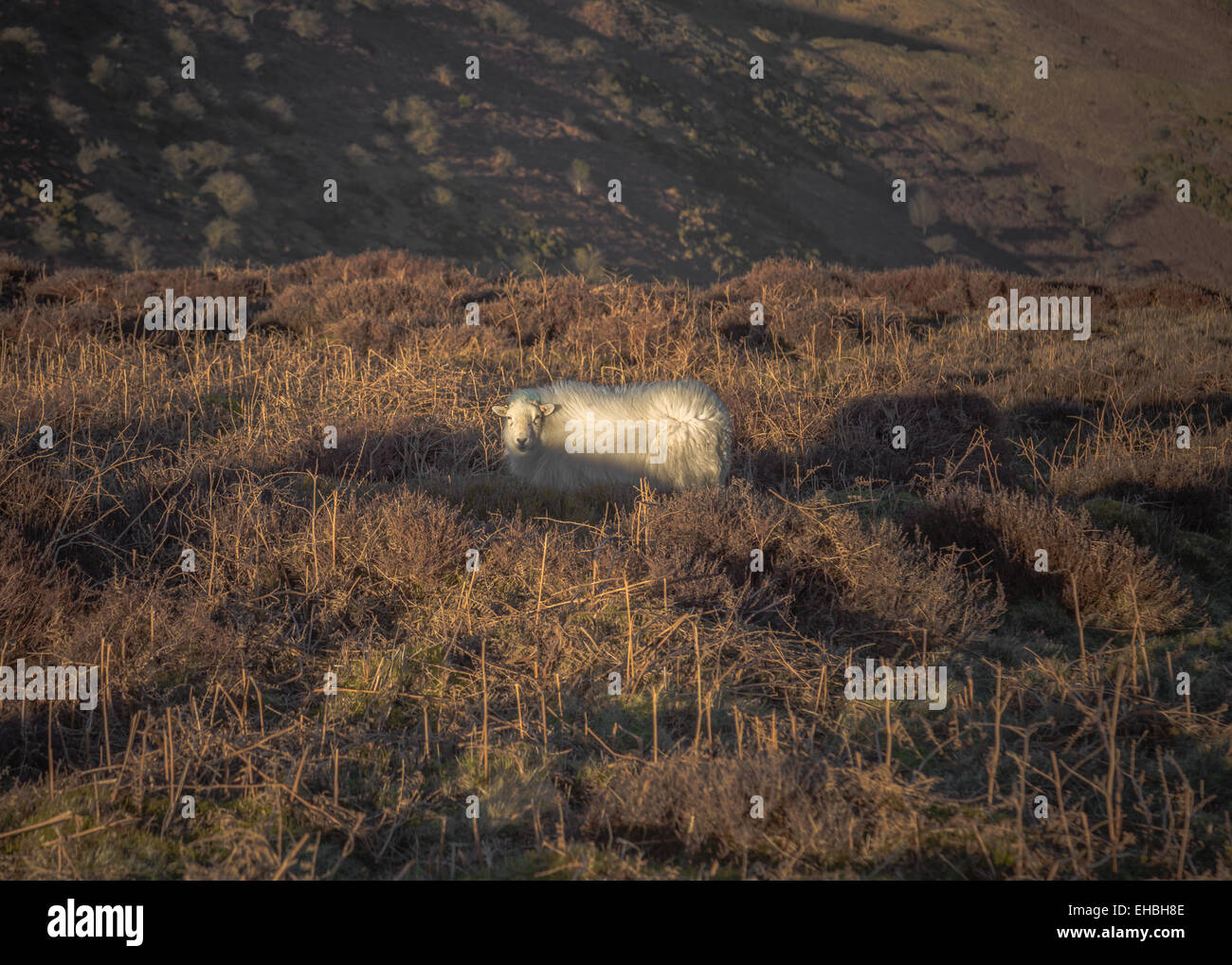 The cloud sheep - A sheep does an impression of a cloud in the ...