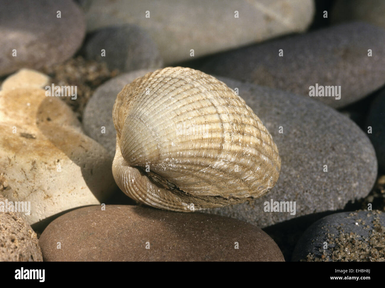 Common Cockle - Cerastoderma edule Stock Photo - Alamy
