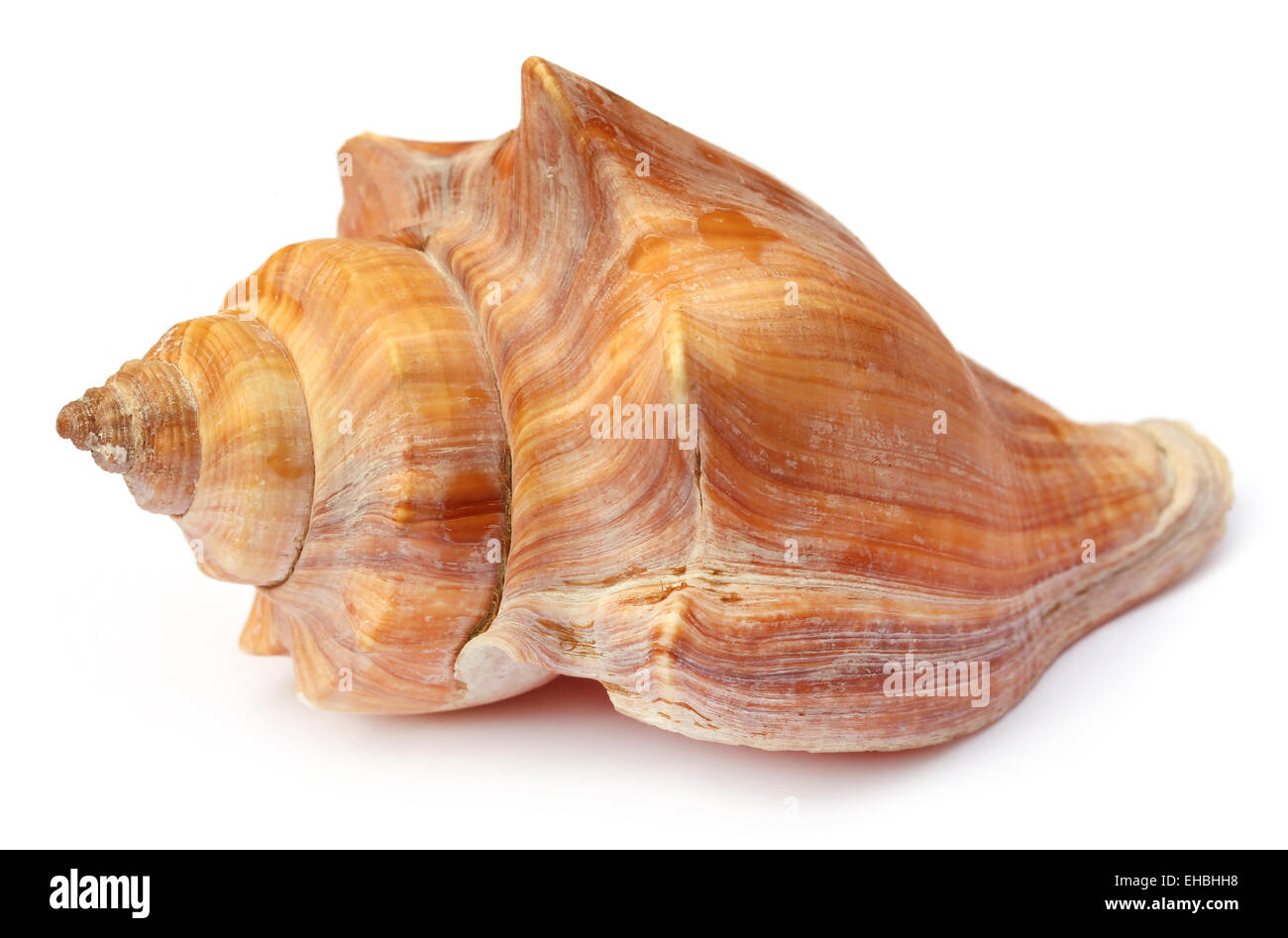 Shell and snail hi-res stock photography and images - Alamy