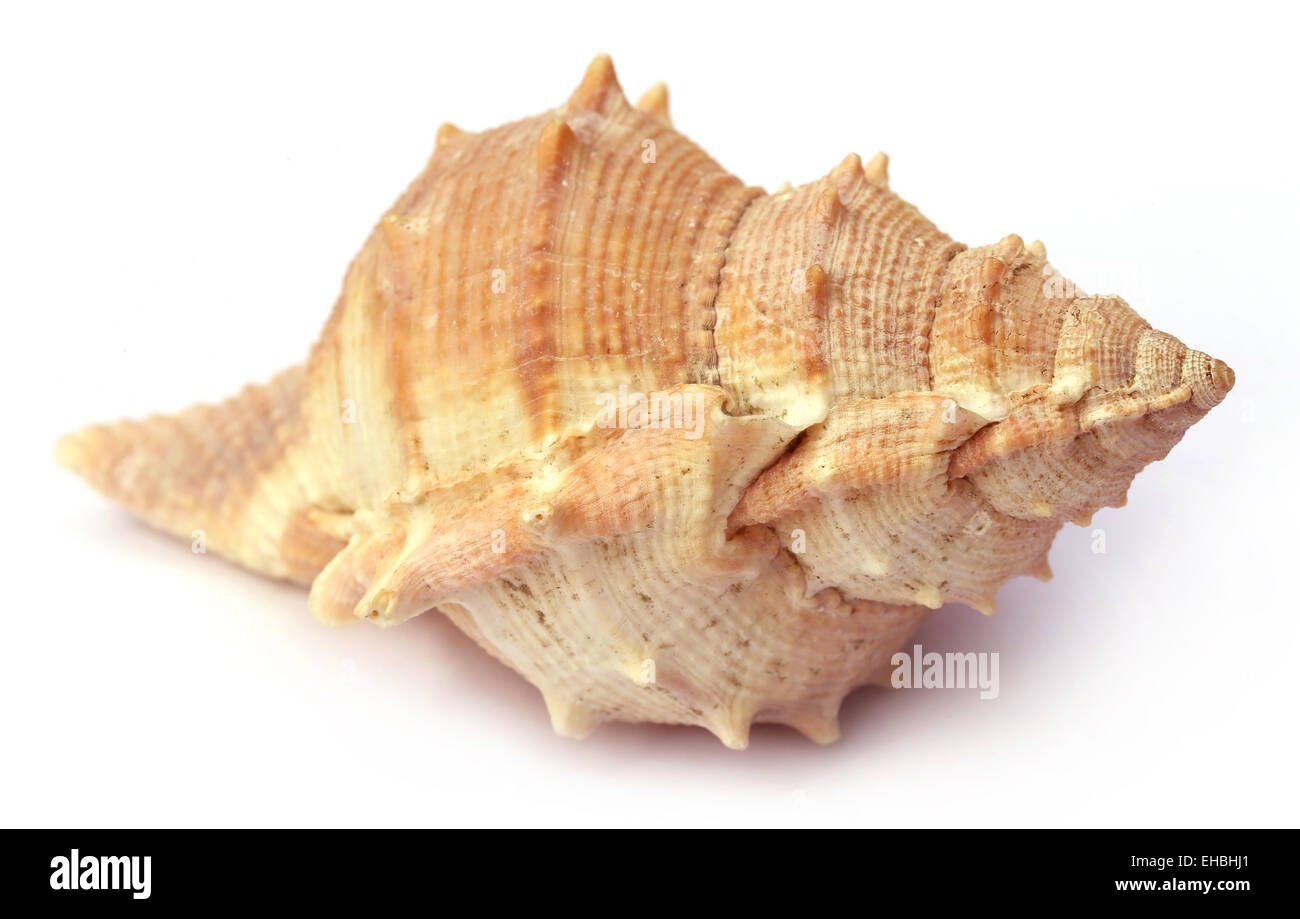 Snail shell over white background Stock Photo - Alamy