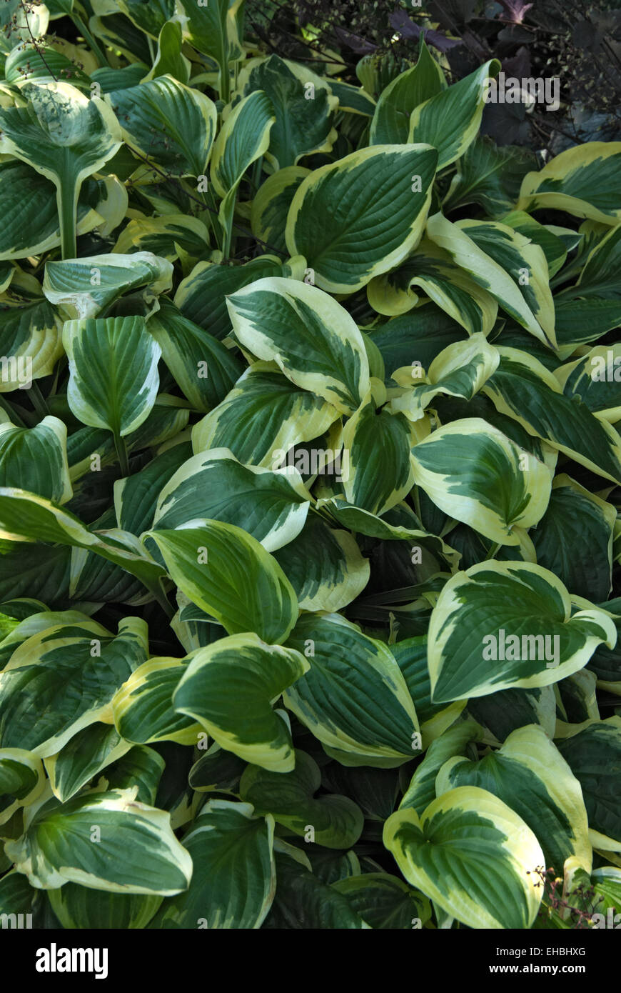Hosta cultivar hi-res stock photography and images - Alamy
