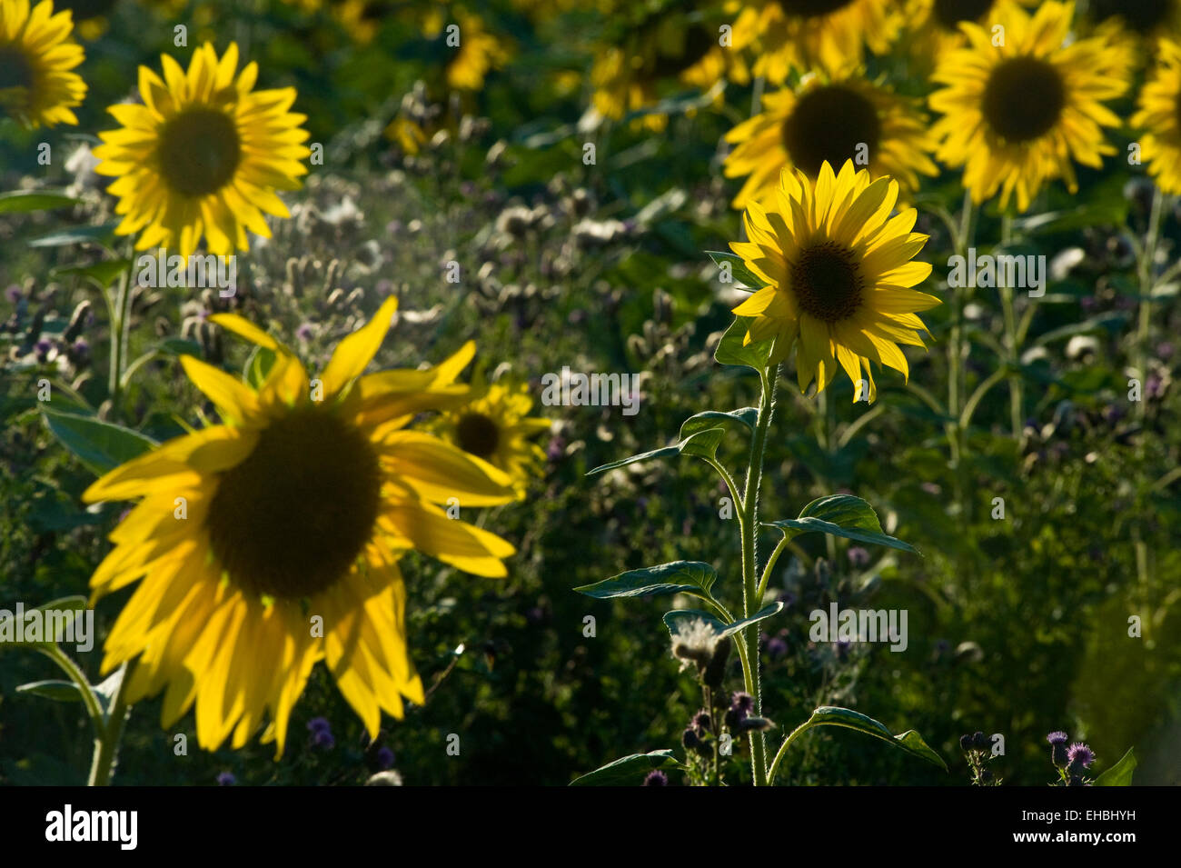 Evening sun sunflower hi-res stock photography and images - Alamy