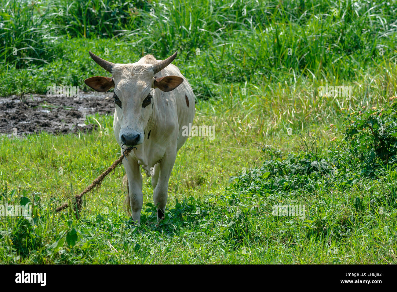 Domesticated cattle, kept as a pet, tethered in a grassy clearing in ...