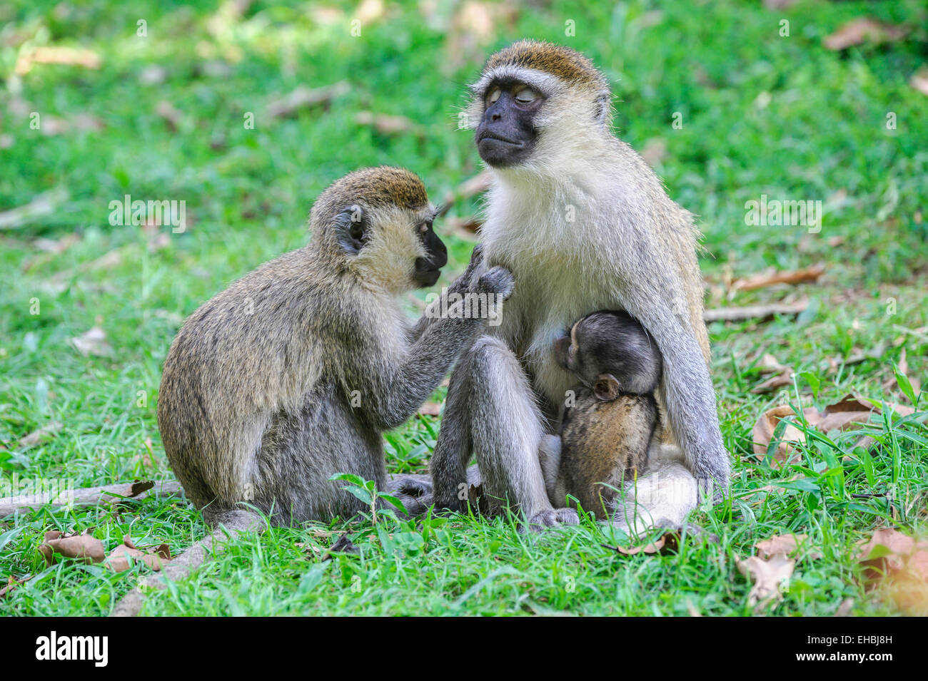 Adult female grooming hi-res stock photography and images - Alamy