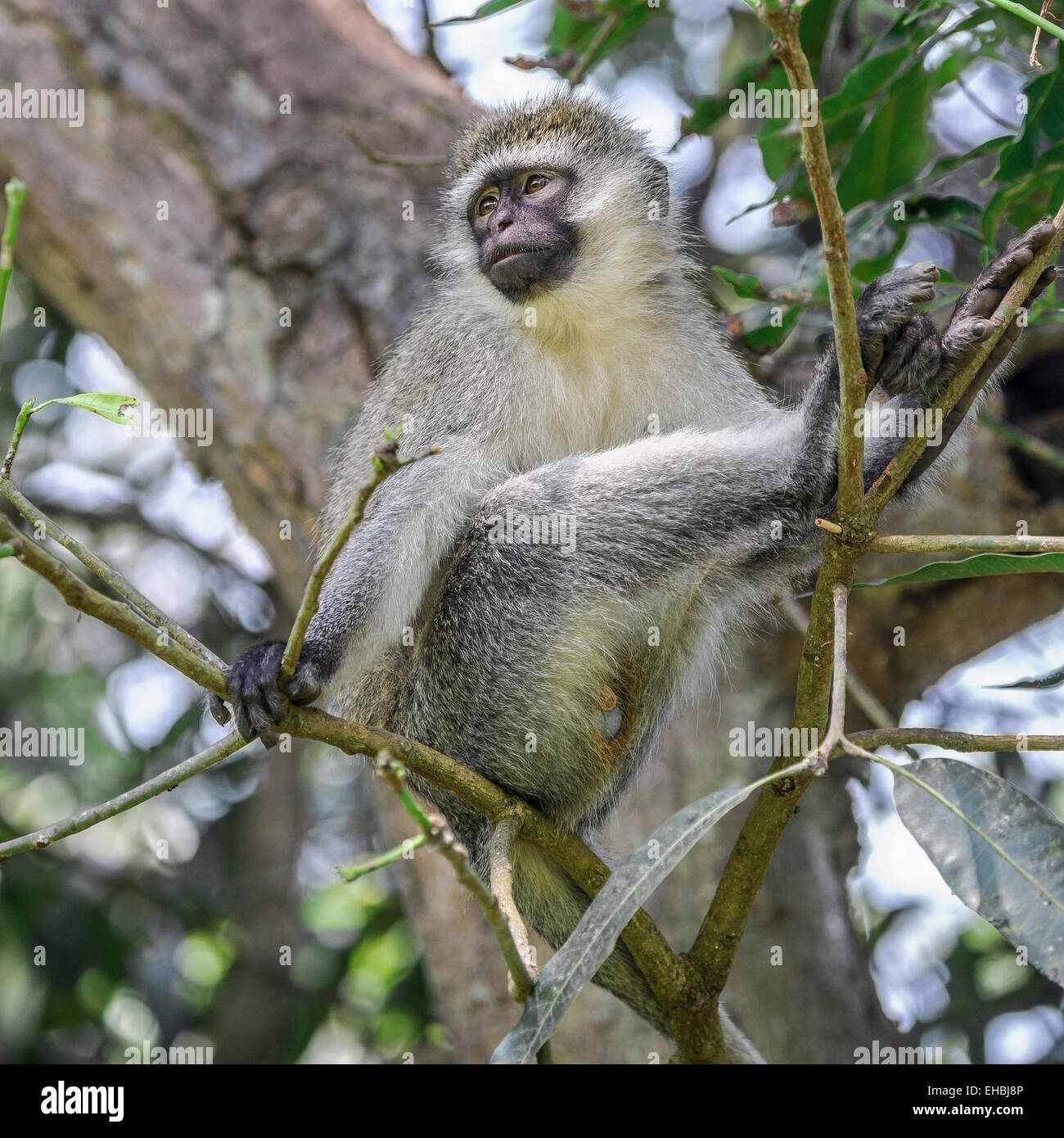 Adult a vervet monkey, an Old World monkey sat up a tree in Entebbe ...