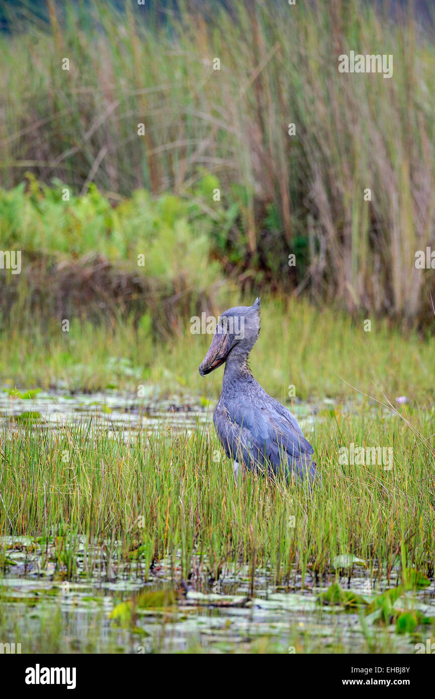 A shoebill, whalehead or shoe-billed stork stood absolutely still in ...