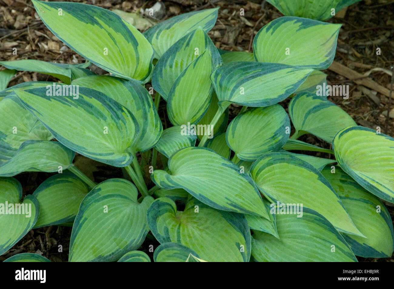 Hosta ` June Stock Photo - Alamy