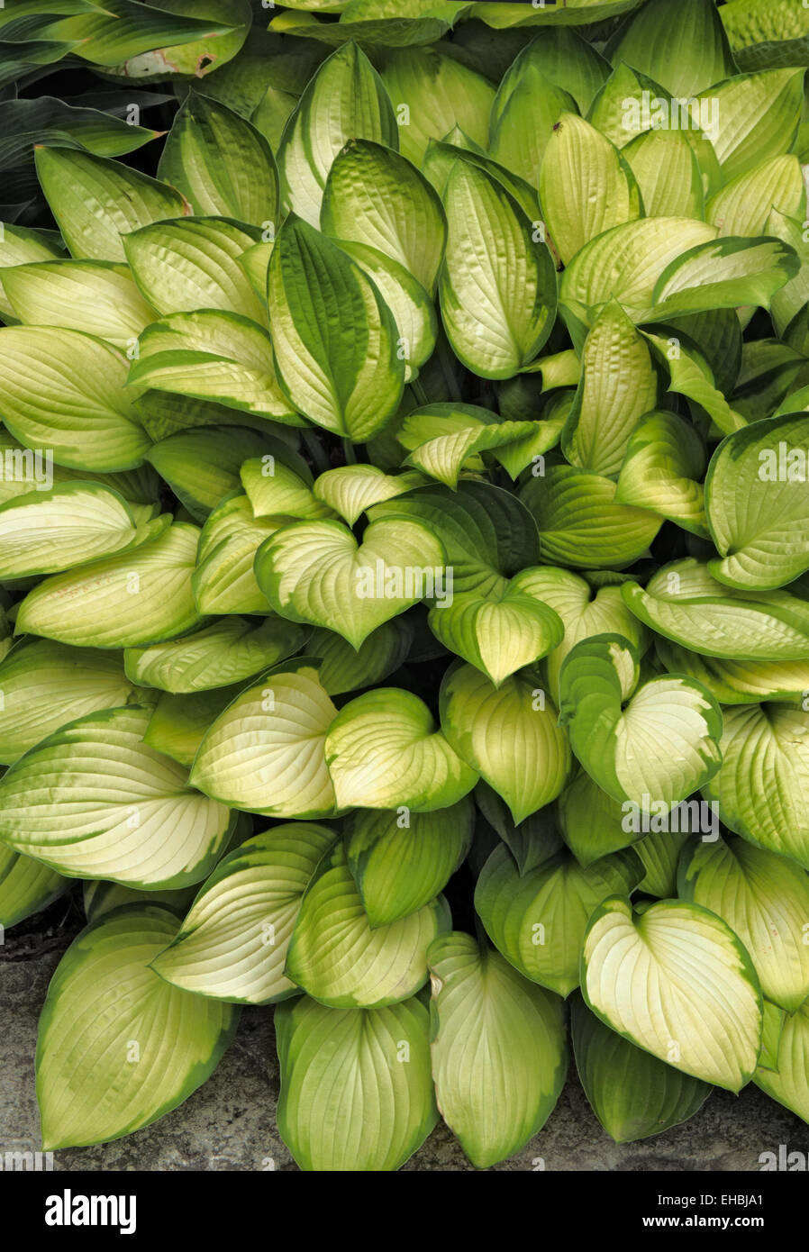 Janet green hi-res stock photography and images - Alamy