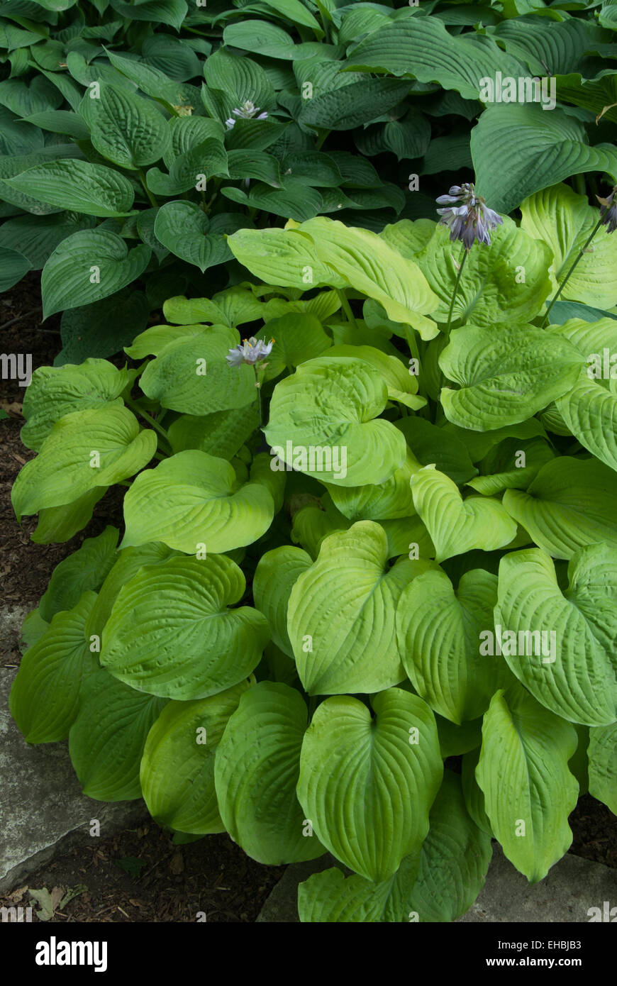 Hosta Leaves White Edges High Resolution Stock Photography and Images ...