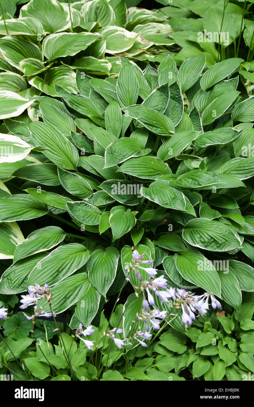 Hosta hosta sp hi-res stock photography and images - Alamy