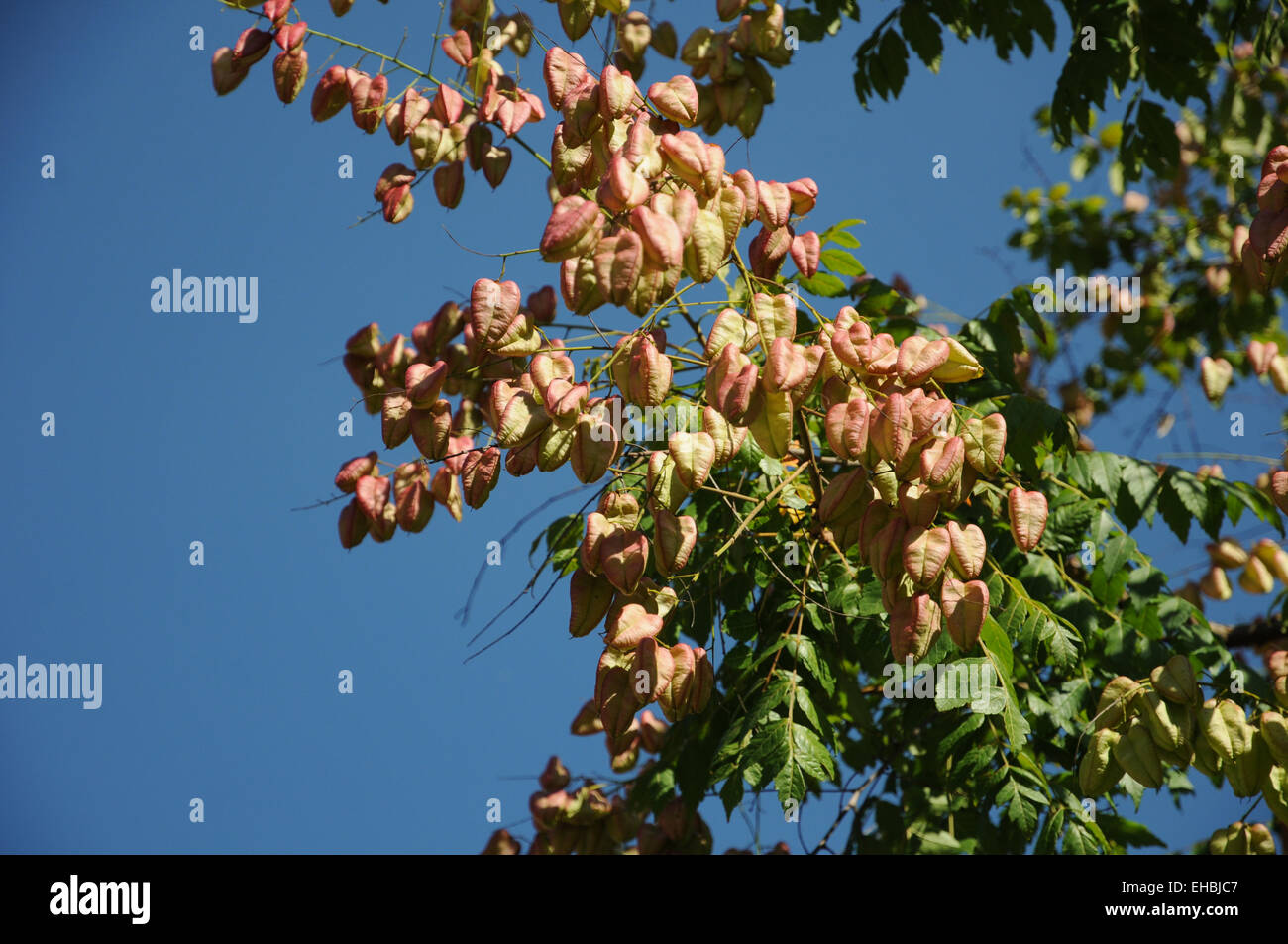Raintree hi-res stock photography and images - Alamy