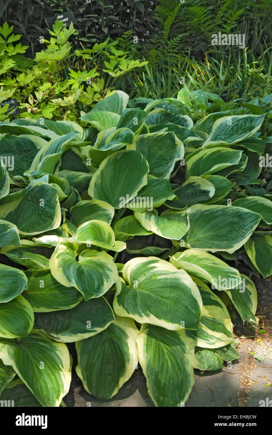 Hosta cv hi-res stock photography and images - Alamy