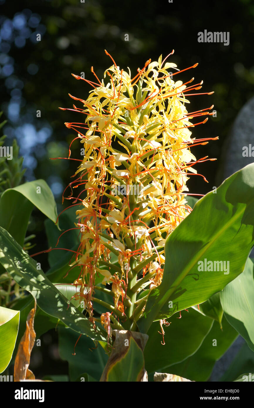 Ginger lily hi-res stock photography and images - Alamy