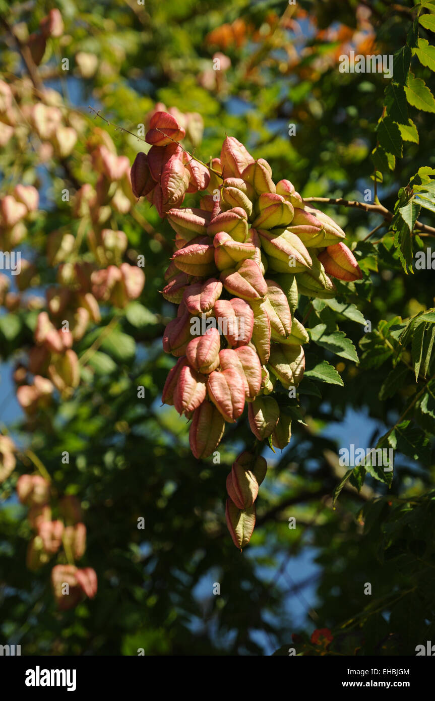 Raintree hi-res stock photography and images - Alamy