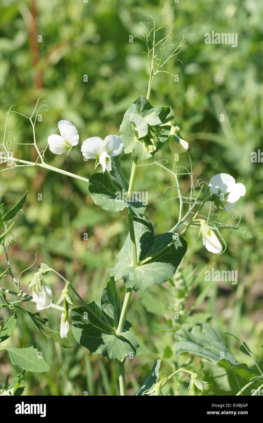 Animal feed peas hi-res stock photography and images - Alamy