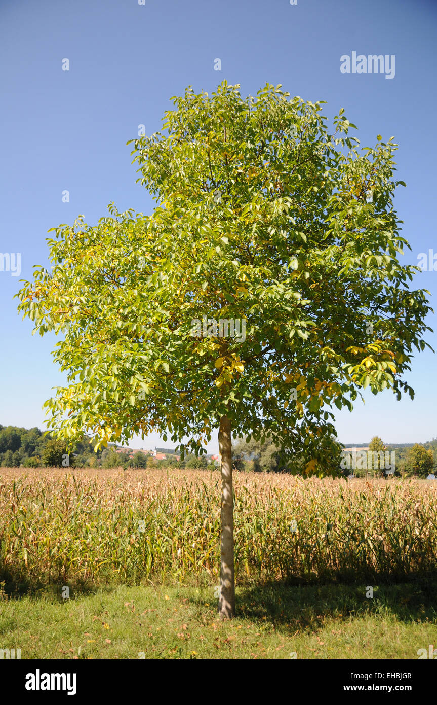 Juglans regia herbst hi-res stock photography and images - Alamy