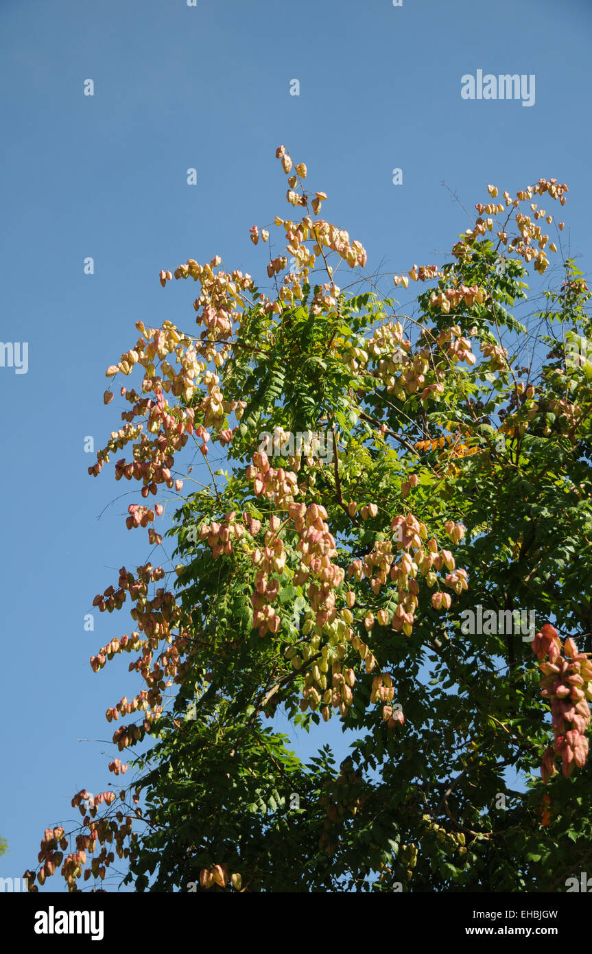 Raintree hi-res stock photography and images - Alamy