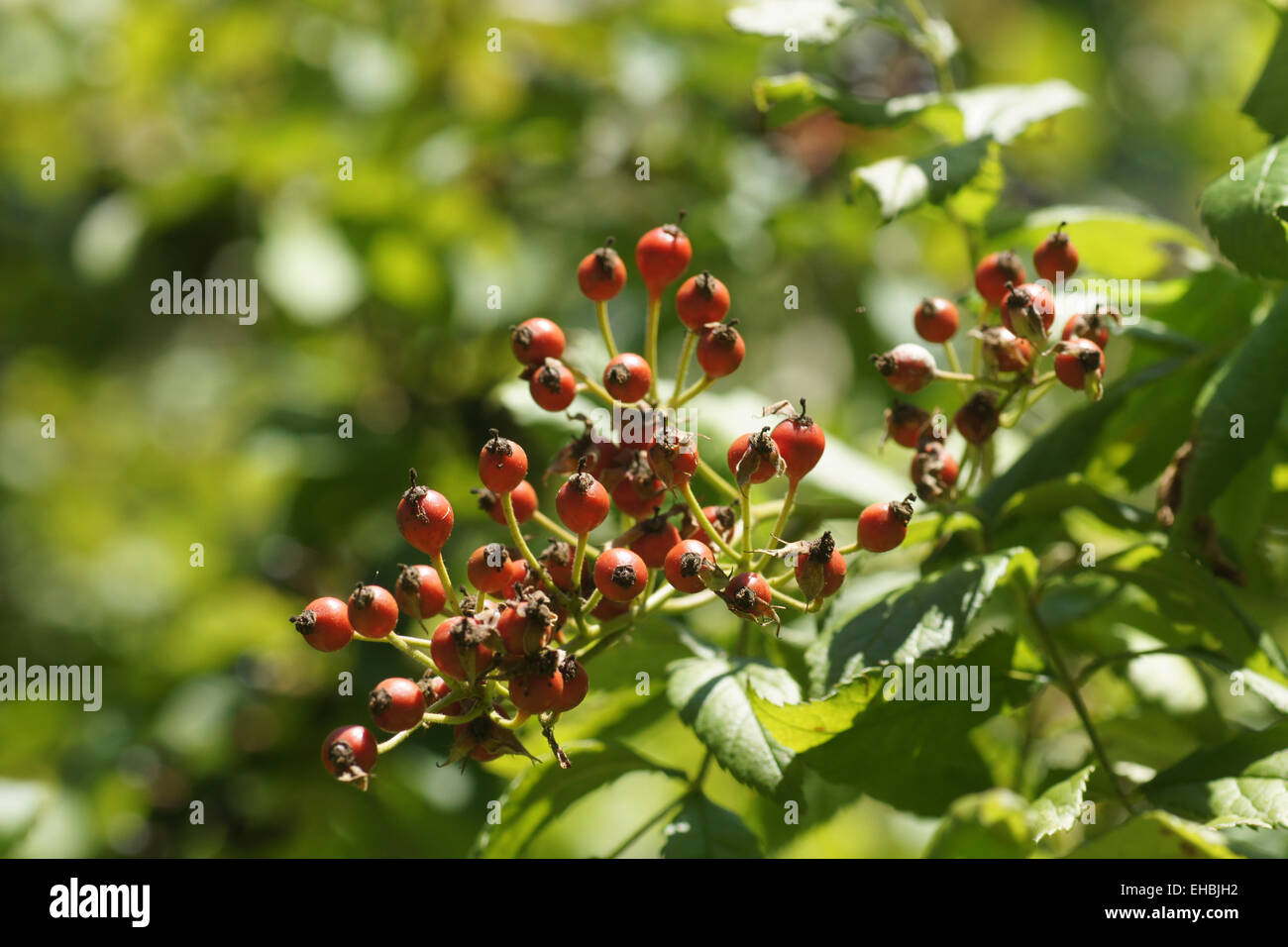 Rosa multiflora multiflora rose hips hi-res stock photography and ...