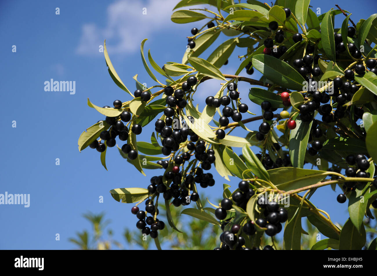 Cherry laurel with fruits hi-res stock photography and images - Alamy