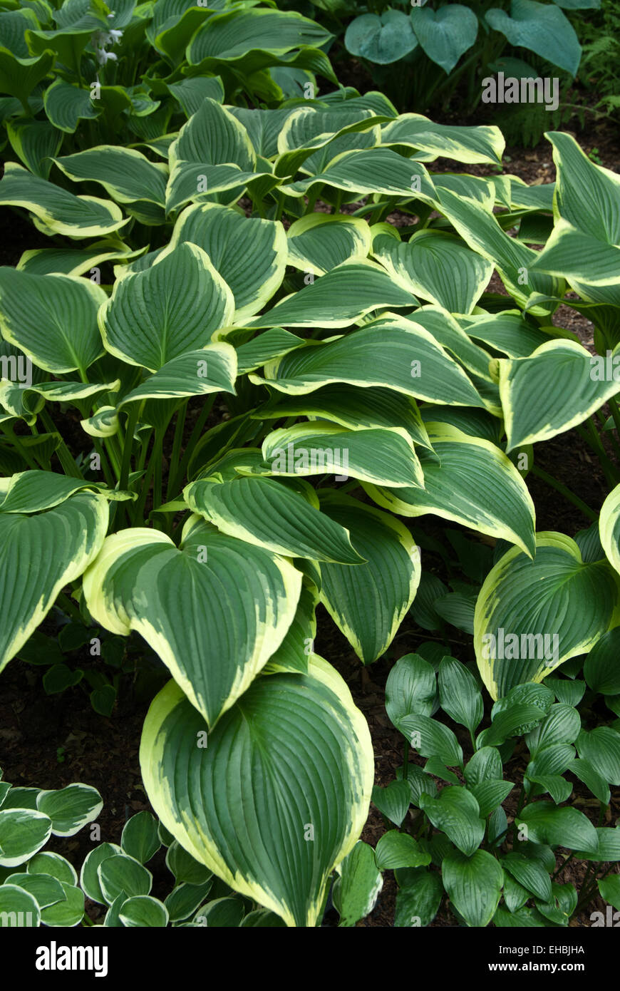 Hosta Yellow River Stock Photo - Alamy