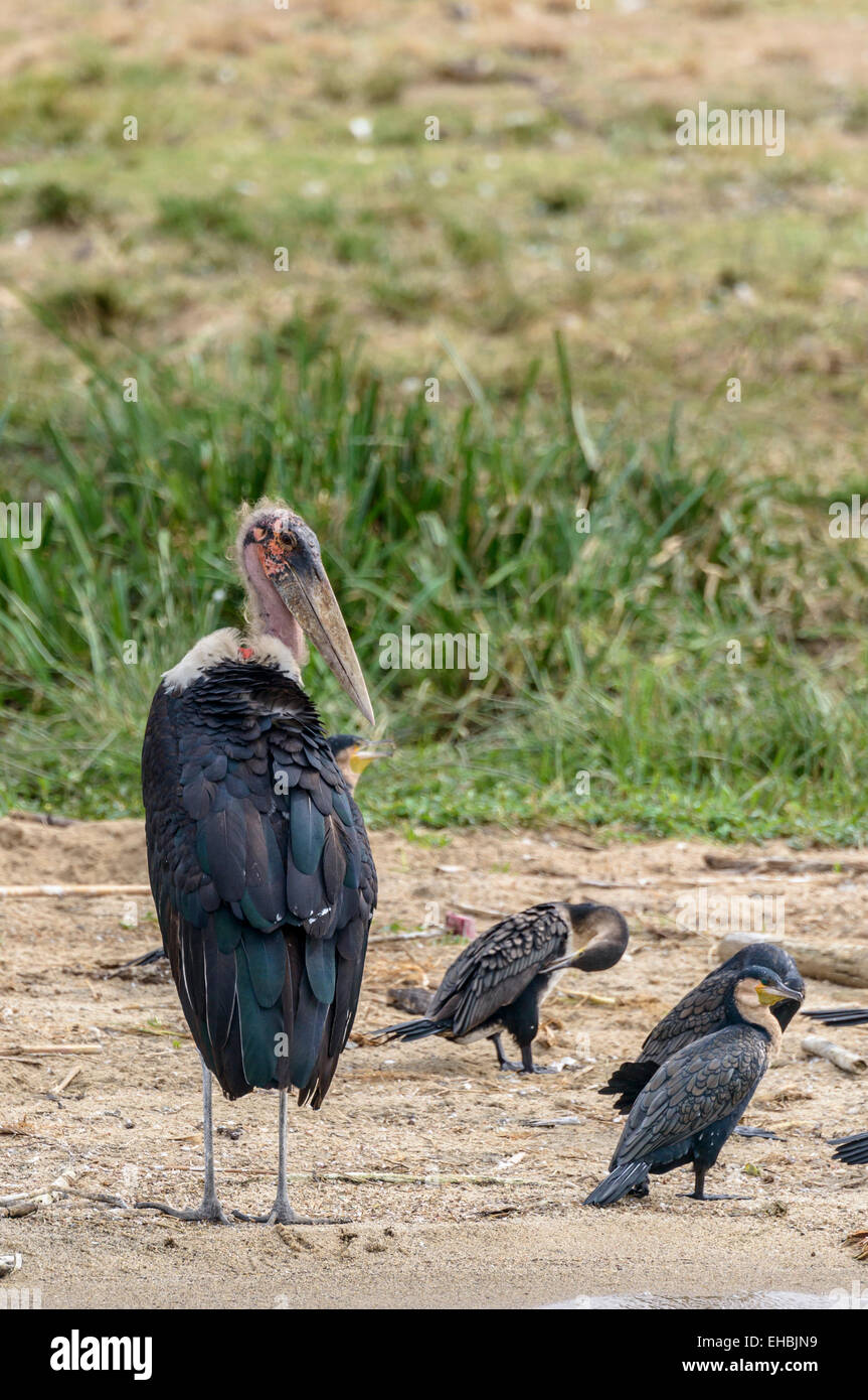 A marabou stork undertaker bird stands near cormorants on a lake shore ...