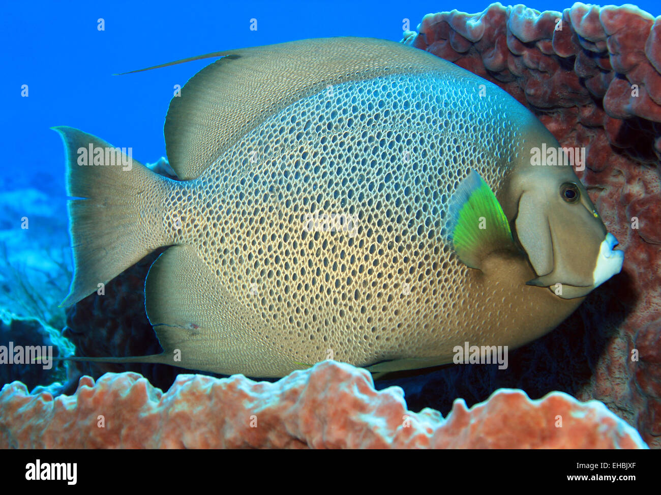 Gray angelfish hi-res stock photography and images - Alamy