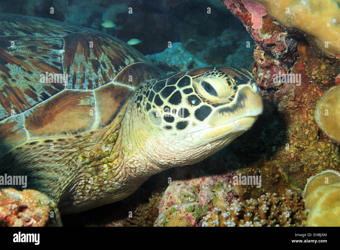 Pictures turtle hi-res stock photography and images - Alamy