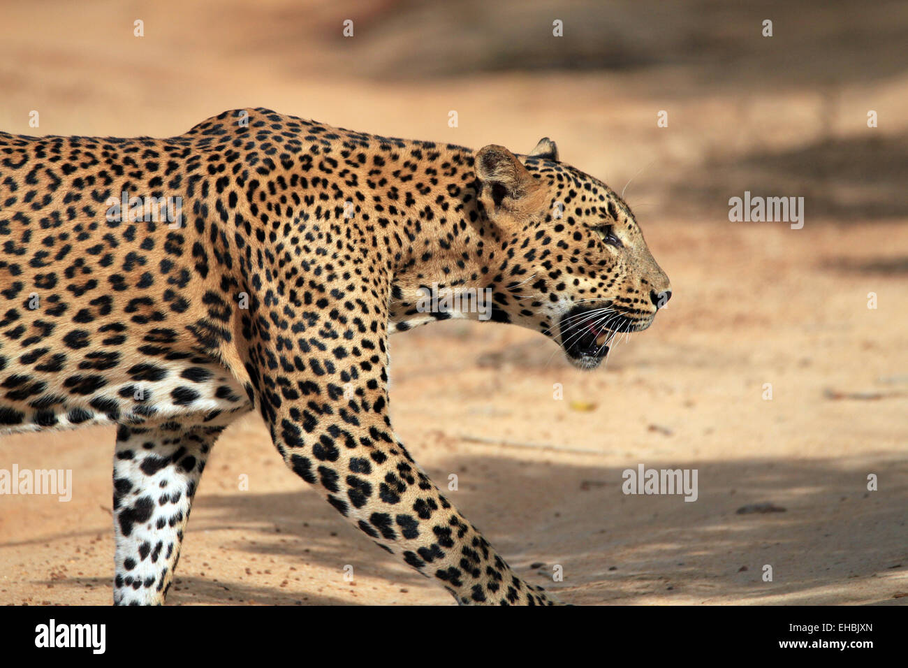 Walking Leopard in Profile Stock Photo - Alamy