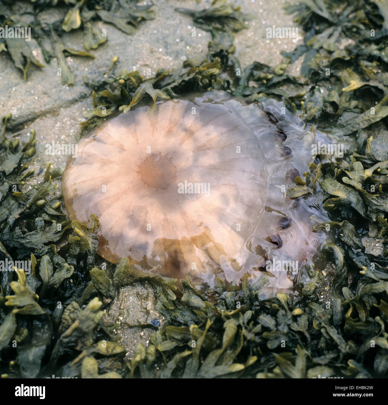 Chrysaora hi-res stock photography and images - Alamy