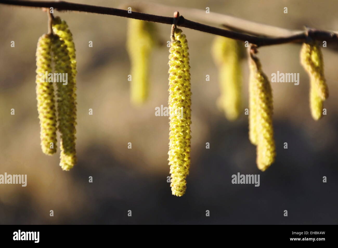 Hanging catkins in rows while spring is coming Stock Photo - Alamy
