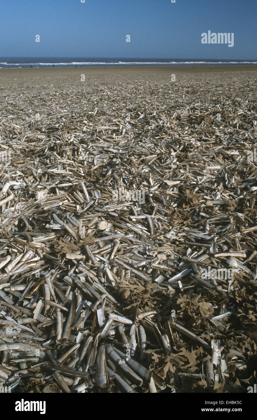 Razor shell ensis siliqua up hi-res stock photography and images - Alamy