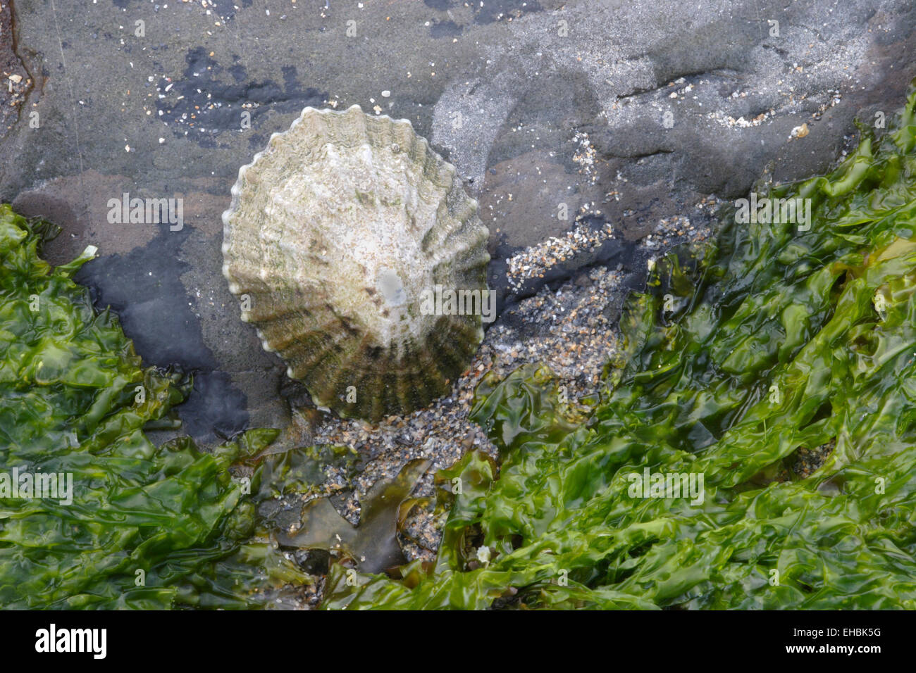 Common limpet shells hi-res stock photography and images - Alamy