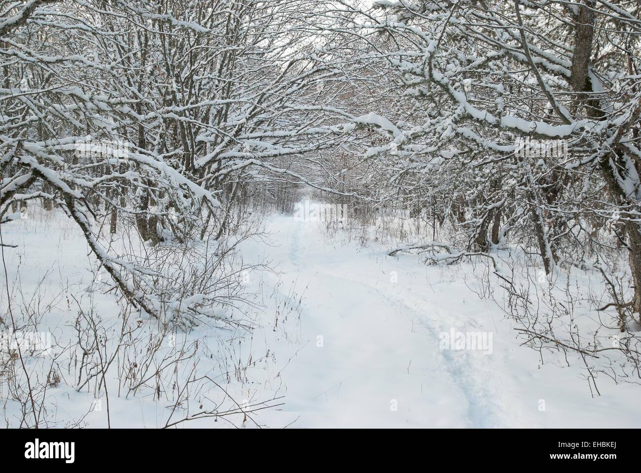 Winter landscape with icy trees Stock Photo - Alamy