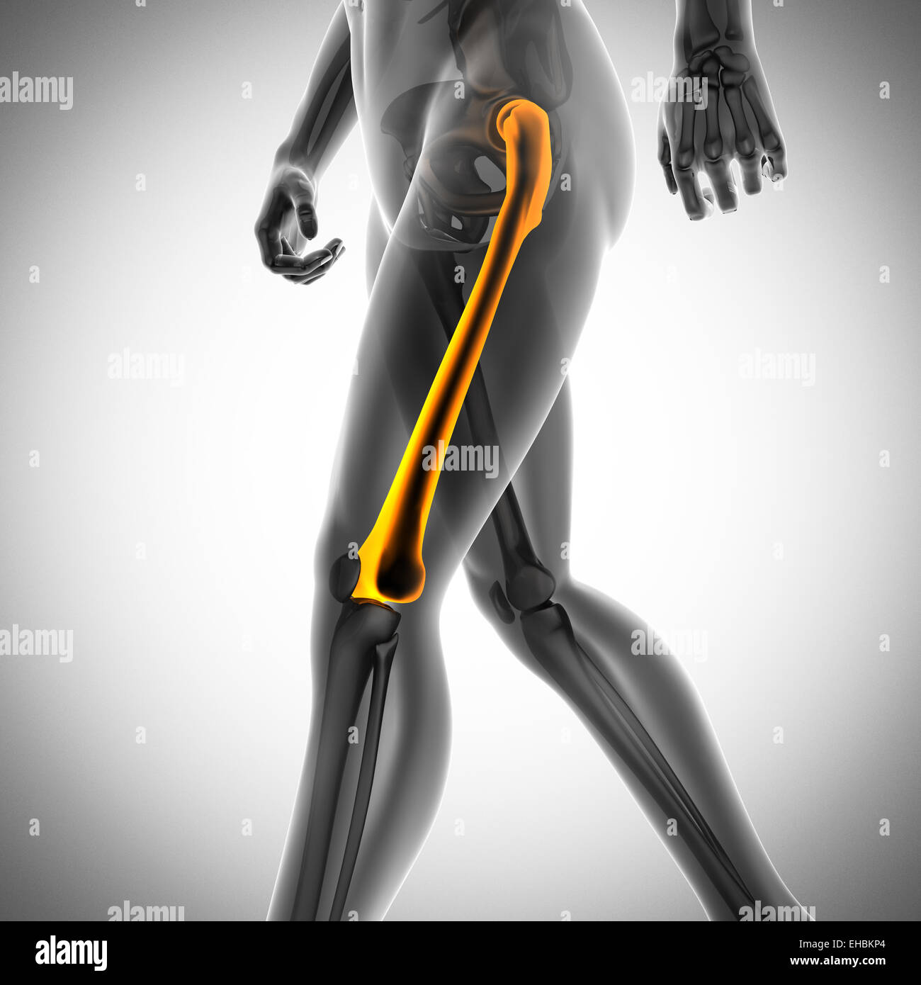 human bones radiography scan image Stock Photo - Alamy