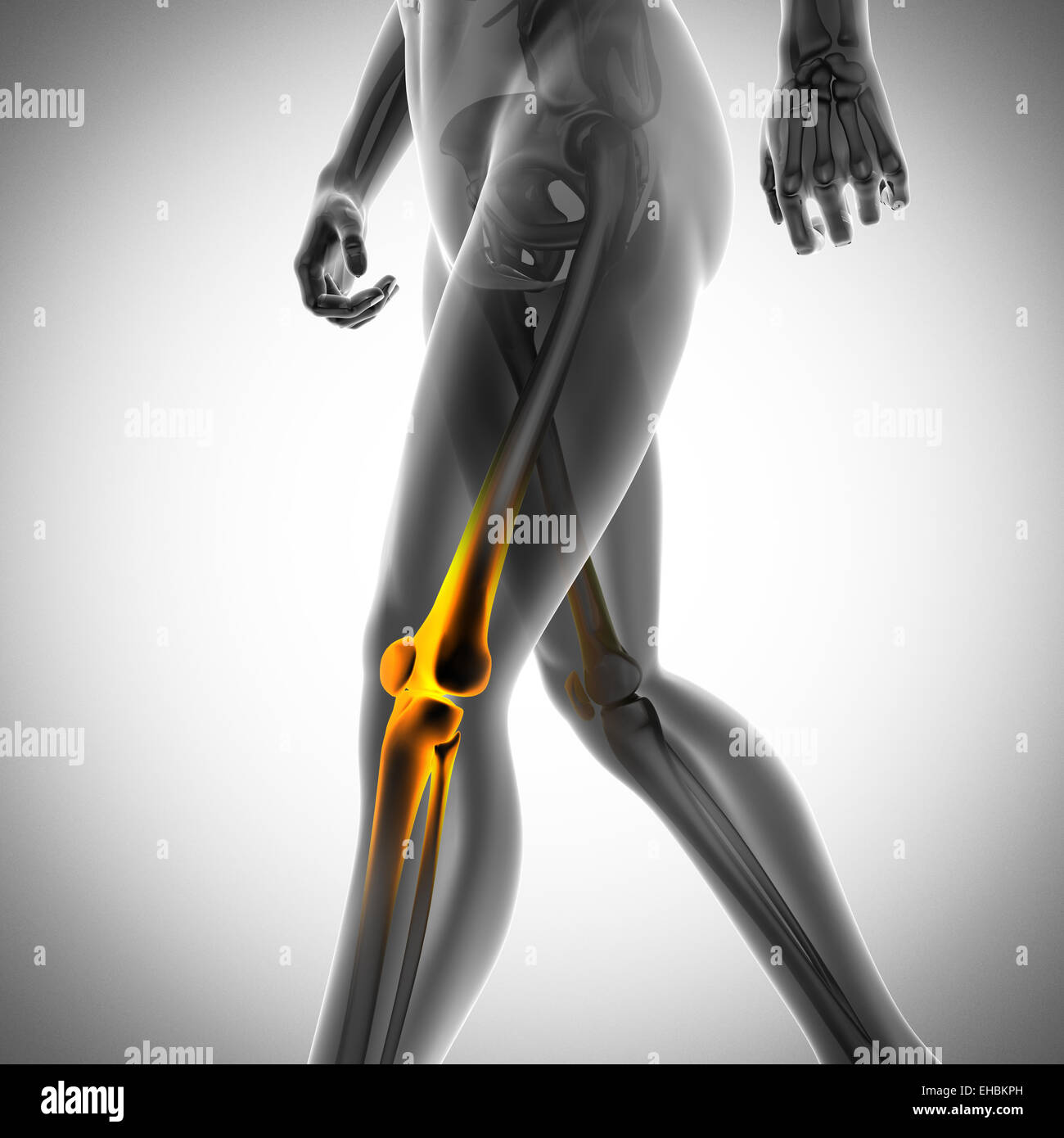 human bones radiography scan image Stock Photo - Alamy