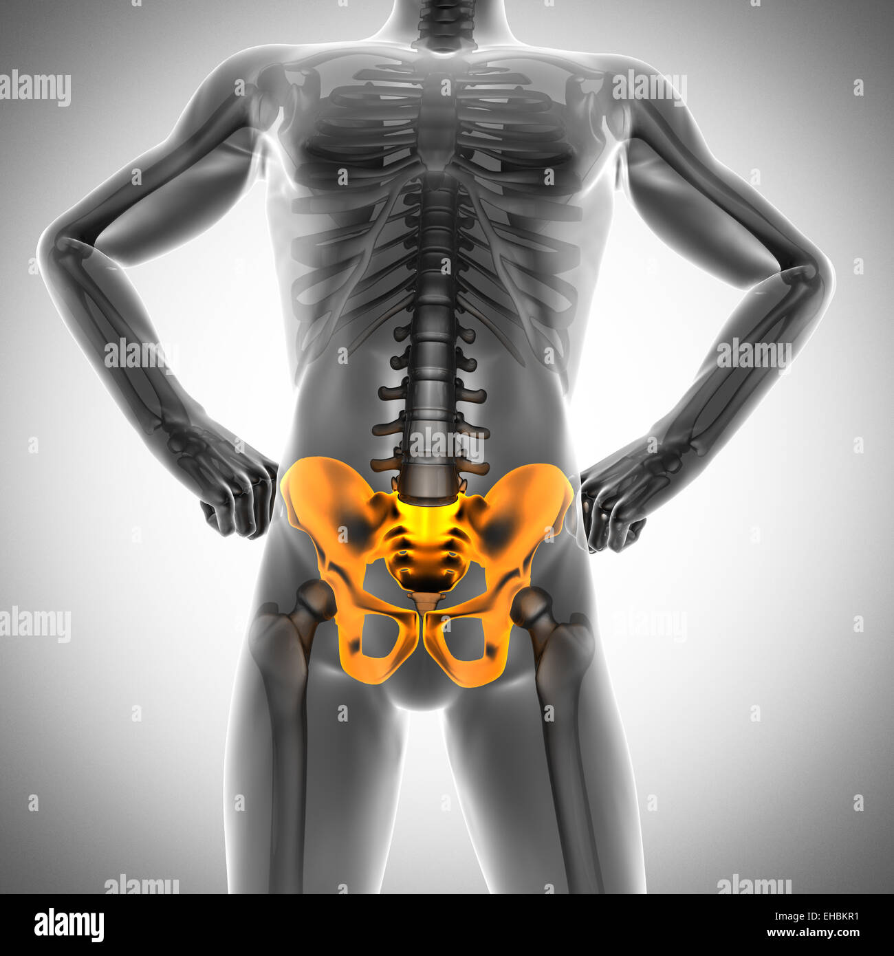 Human bones radiography scan image hi-res stock photography and images ...