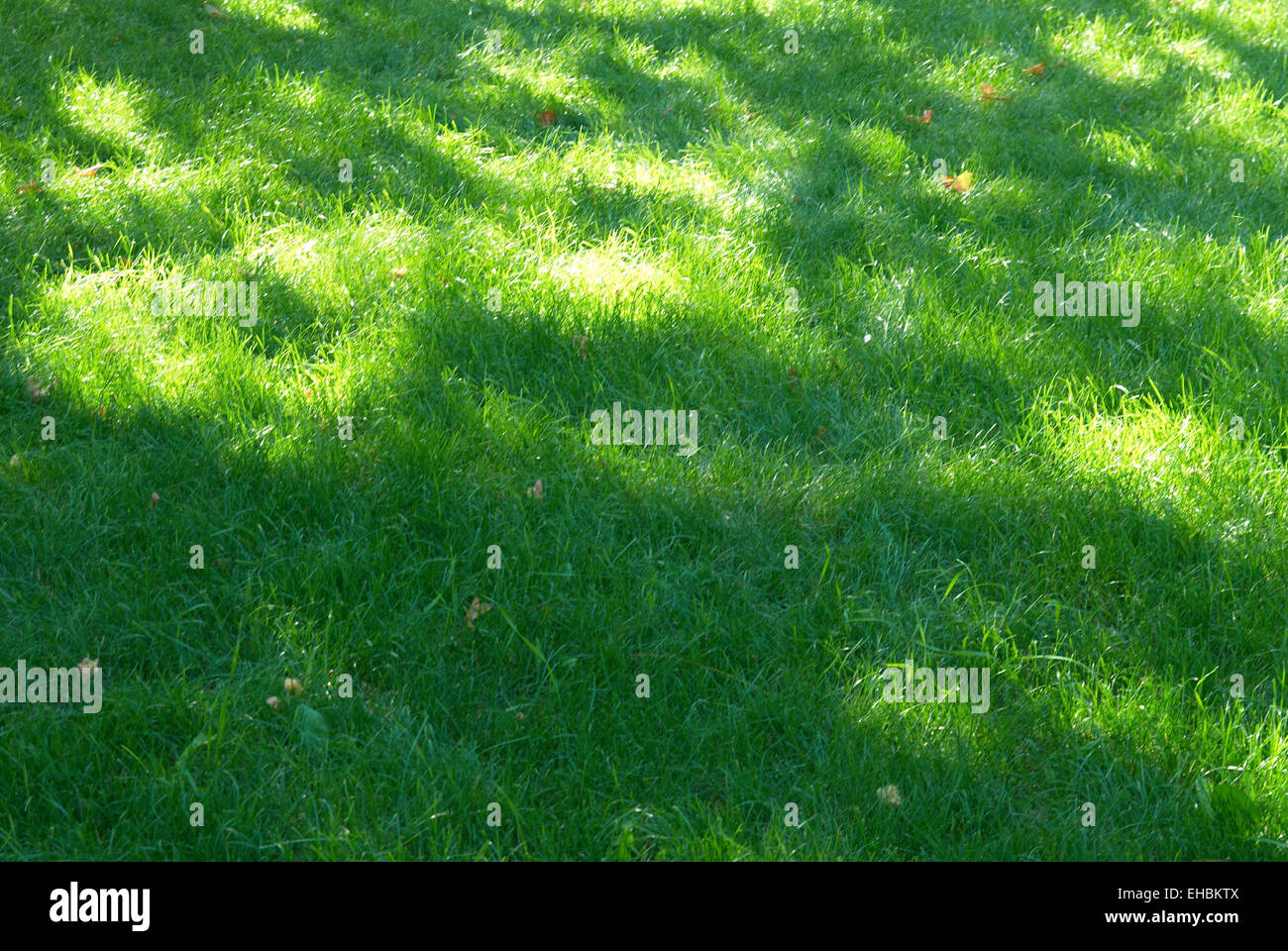 Green grass with shadows in the park Stock Photo - Alamy
