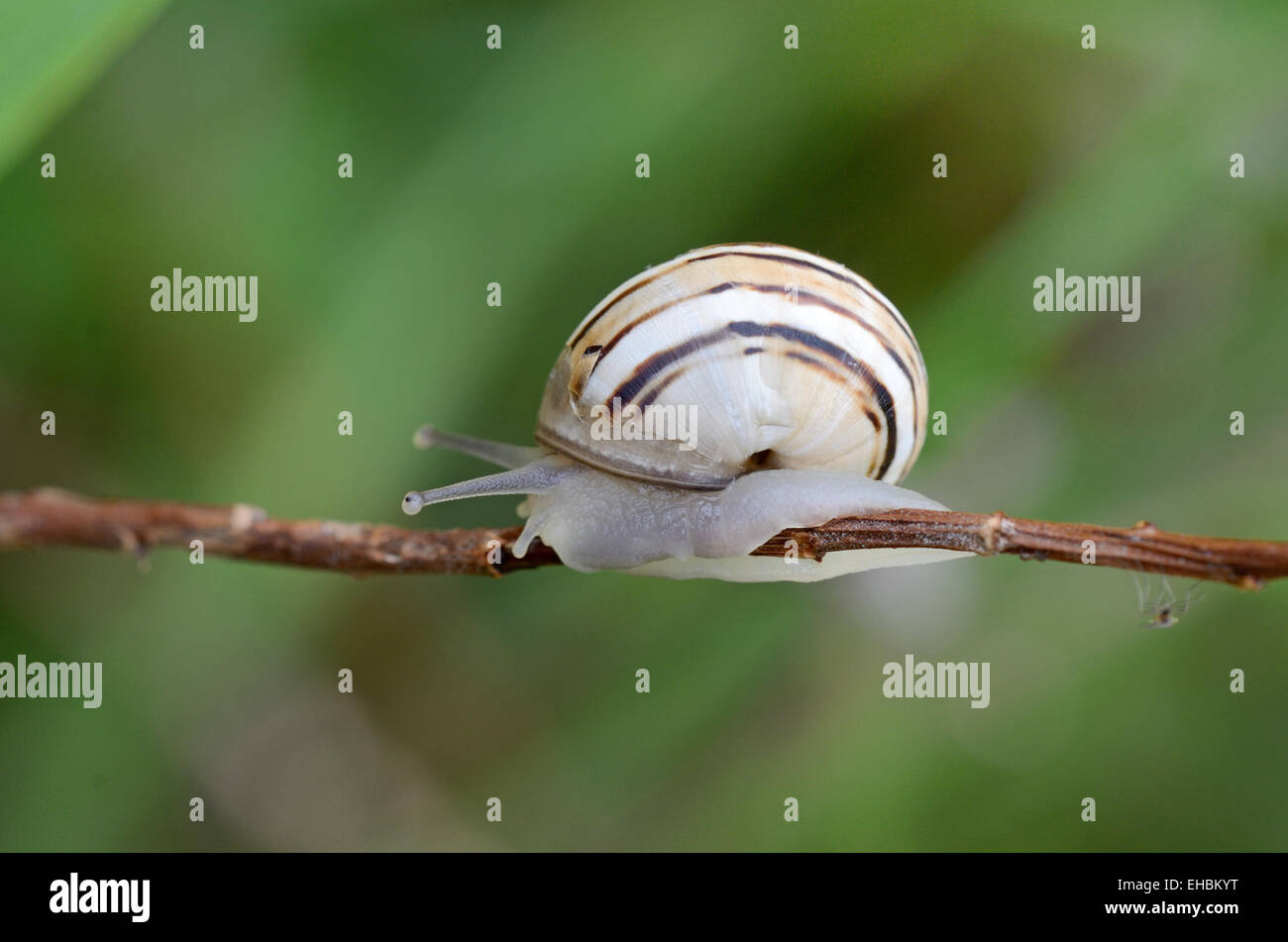 Snails antenna hi-res stock photography and images - Alamy