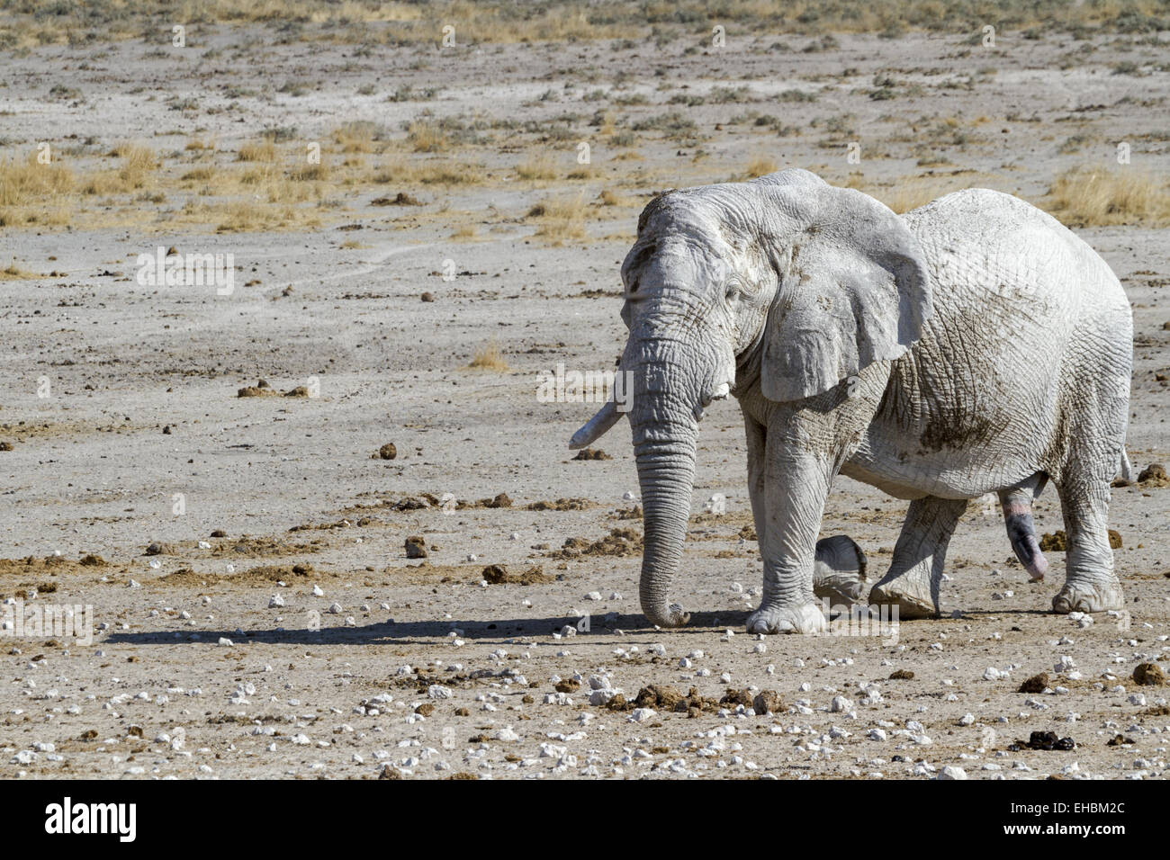 Bull elephant in rut hi-res stock photography and images - Alamy