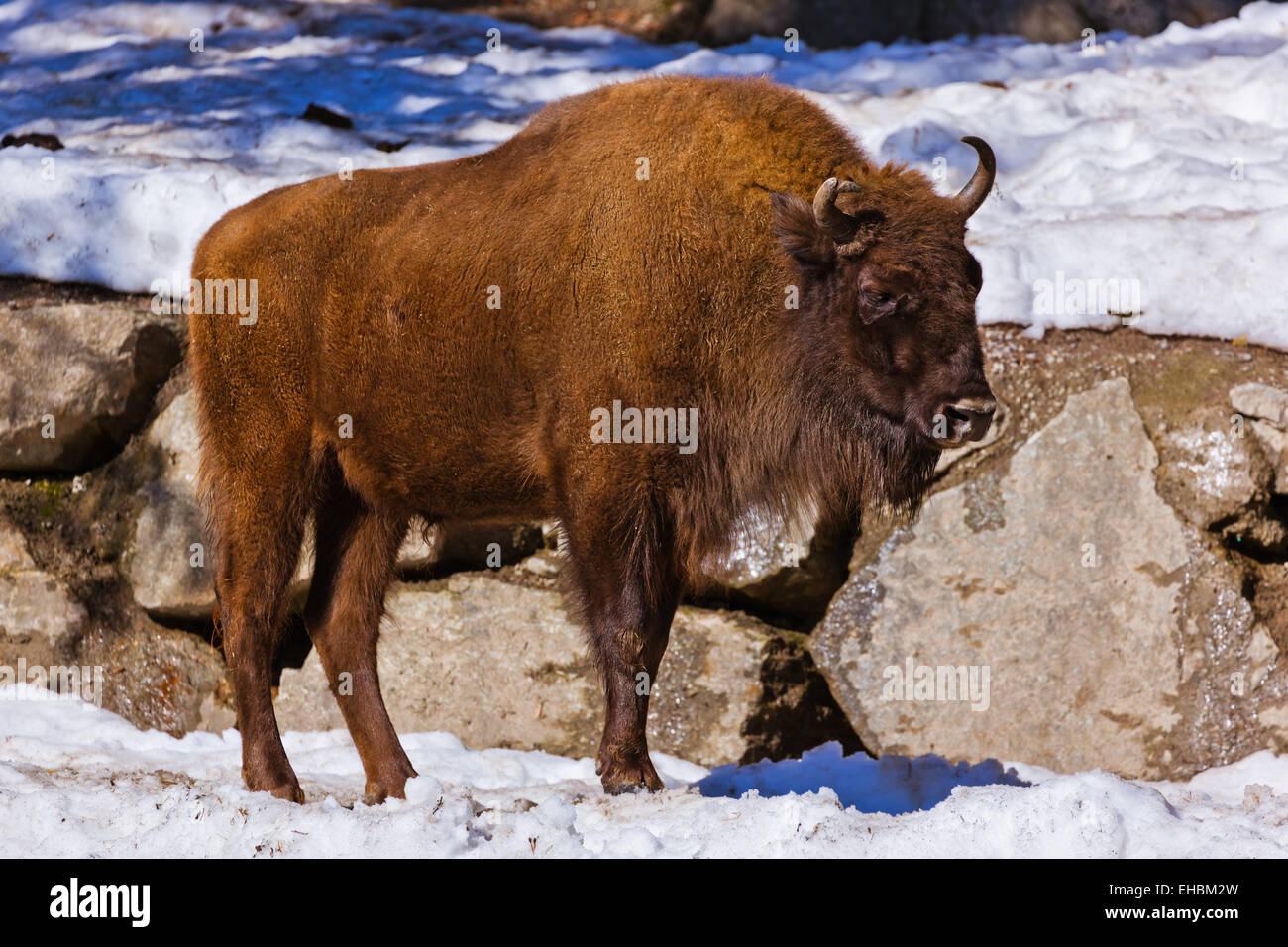 Aurochs hi-res stock photography and images - Alamy