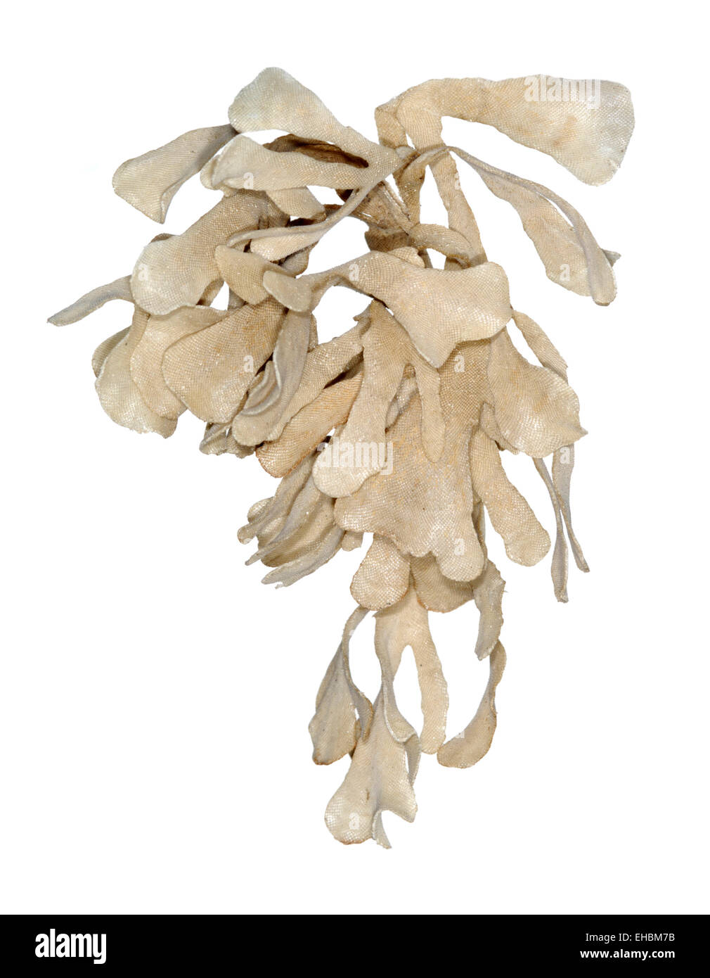 Hornwrack - Flustra foliacea Stock Photo - Alamy