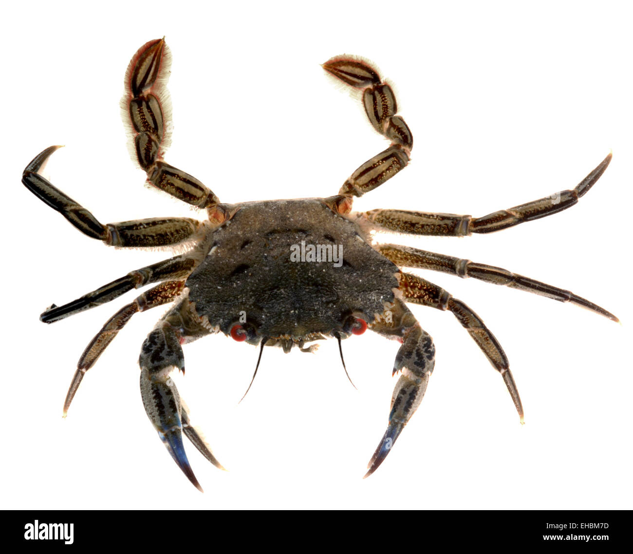 Velvet Swimming Crab - Necora puber Stock Photo, Royalty Free Image ...