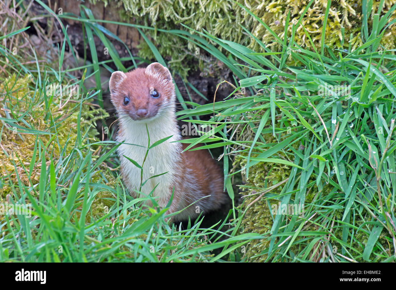 Weasel Family Stock Photos & Weasel Family Stock Images - Alamy