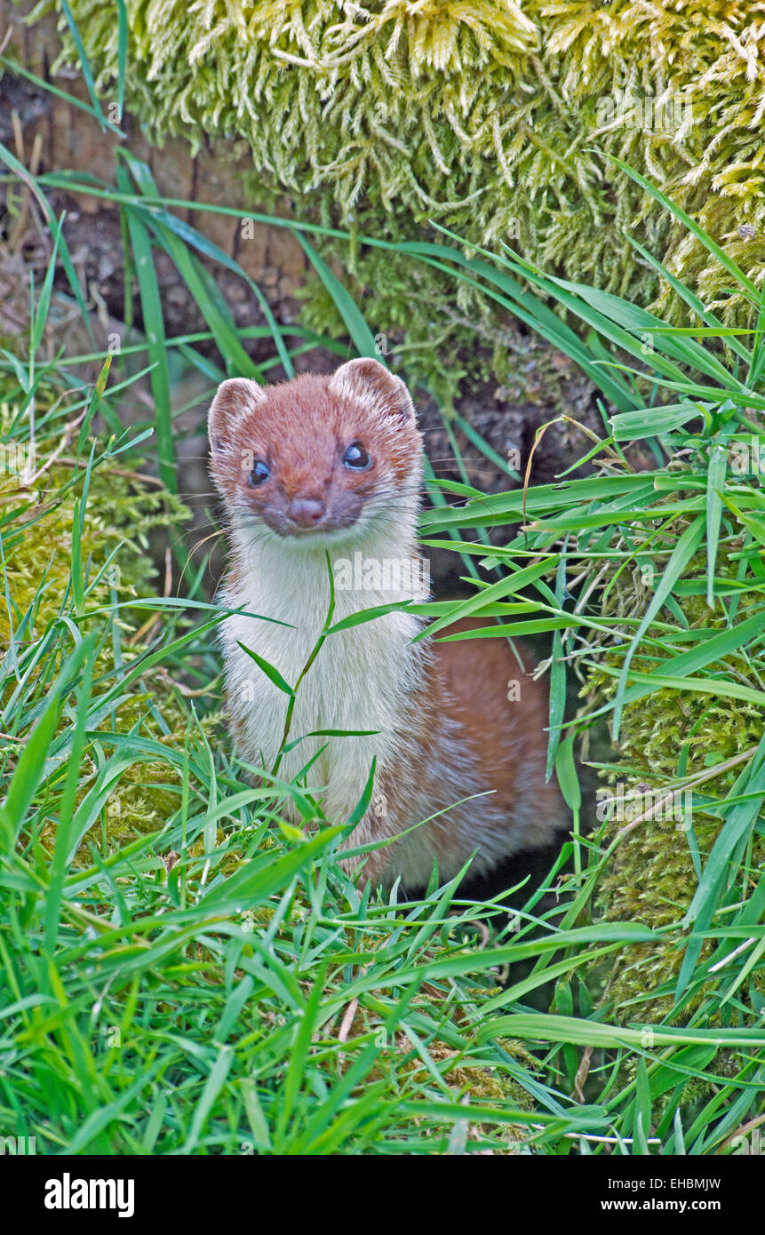 STOAT Mustela Erminea Surrey England Stock Photo - Alamy