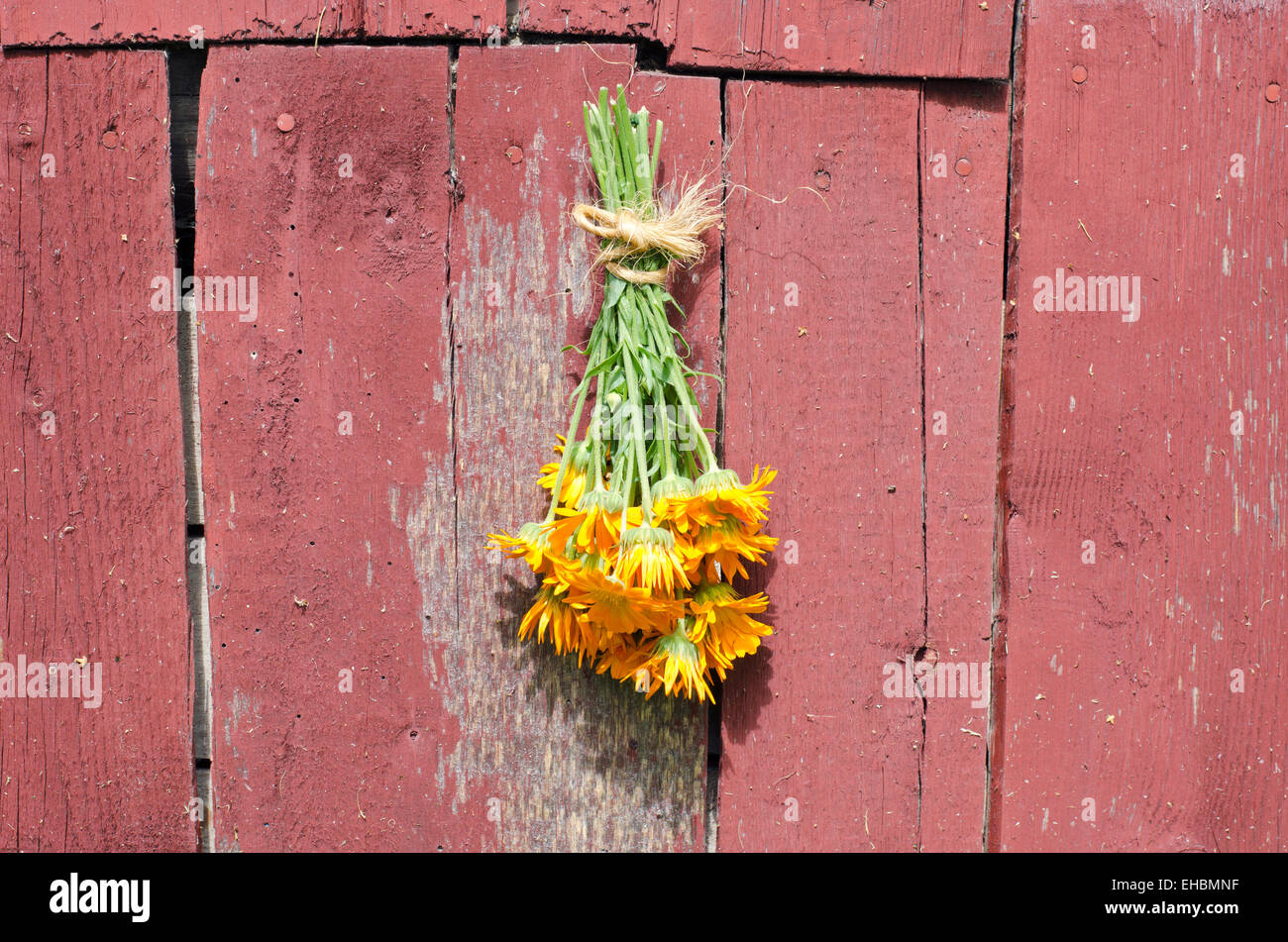 fresh medical calendula marigold flower bunch on old barn wooden wall ...