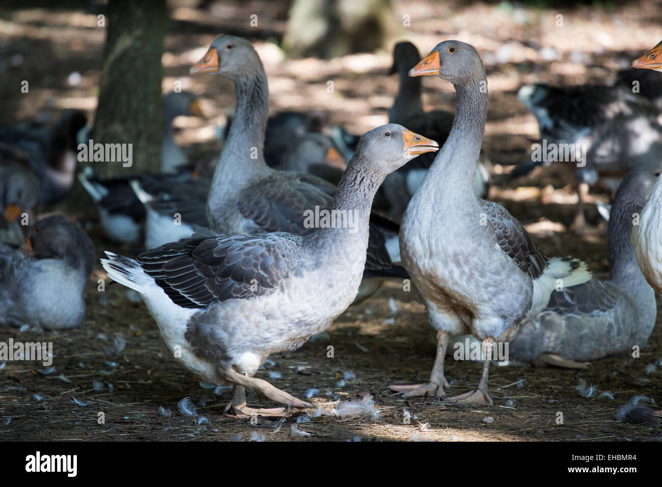 Geese for goose liver pate on farm, Dordogne, Aquitaine, France, Europe ...