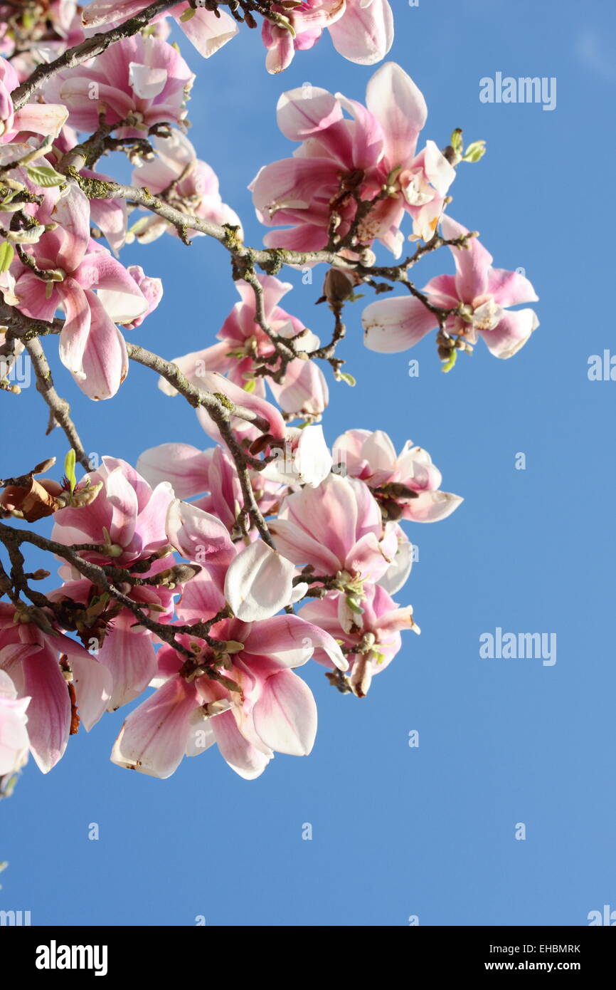 Magnolia tree full bloom hi-res stock photography and images - Alamy
